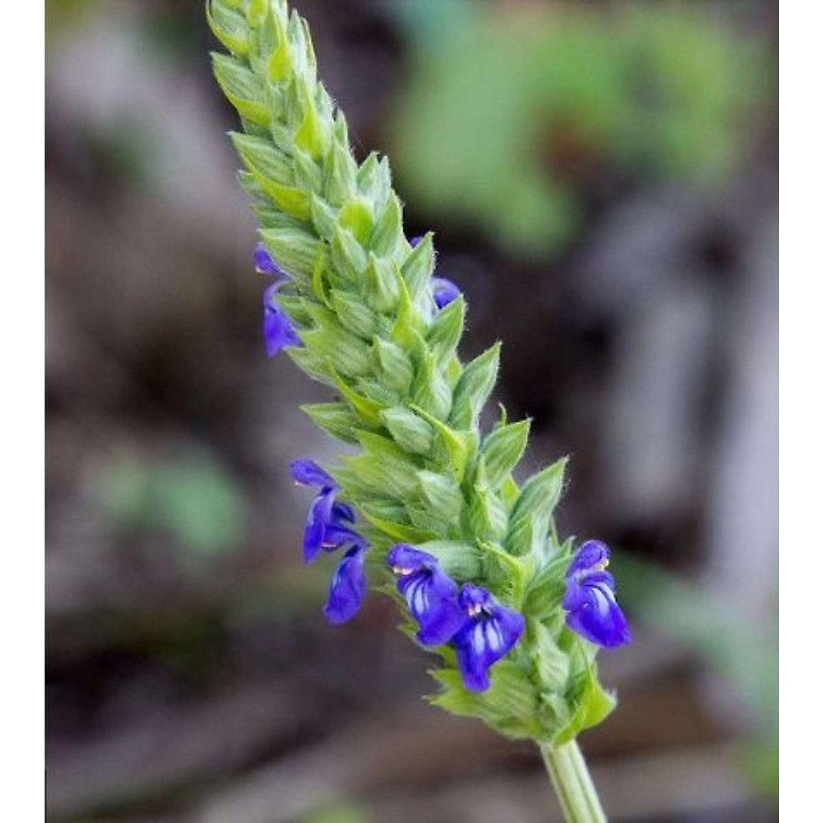 Chia Seeds for Planting, 1000+ Seeds Per Packet,Herb/Flower, (Isla's Garden Seeds), Non GMO & Heirloom Seeds, Scientific Name: Salvia hispanica, Great Gift