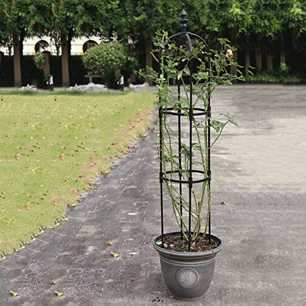Trellis for Climbing Plants - Rustproof Plant Trellis Climbing Plant Support - Tomato Plant Trellis for Climbing Support Rose, Vegetable, Vines, Ivy, Jasmine Buogint
