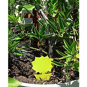 Yellow Dual Sticky Fly Traps (10 Pack) for Fruit Fly Gnat Whiteflies Fungus Gnats Small Insects Houseplant Eco Friendly 21C Save A Garden Flower Shape