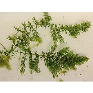 Marcus Fish Tanks Hornwort Coontail Ceratophyllum Easy Live Aquarium Plant Oxygenating Pond Plant Buy 2 GET 1 Extra