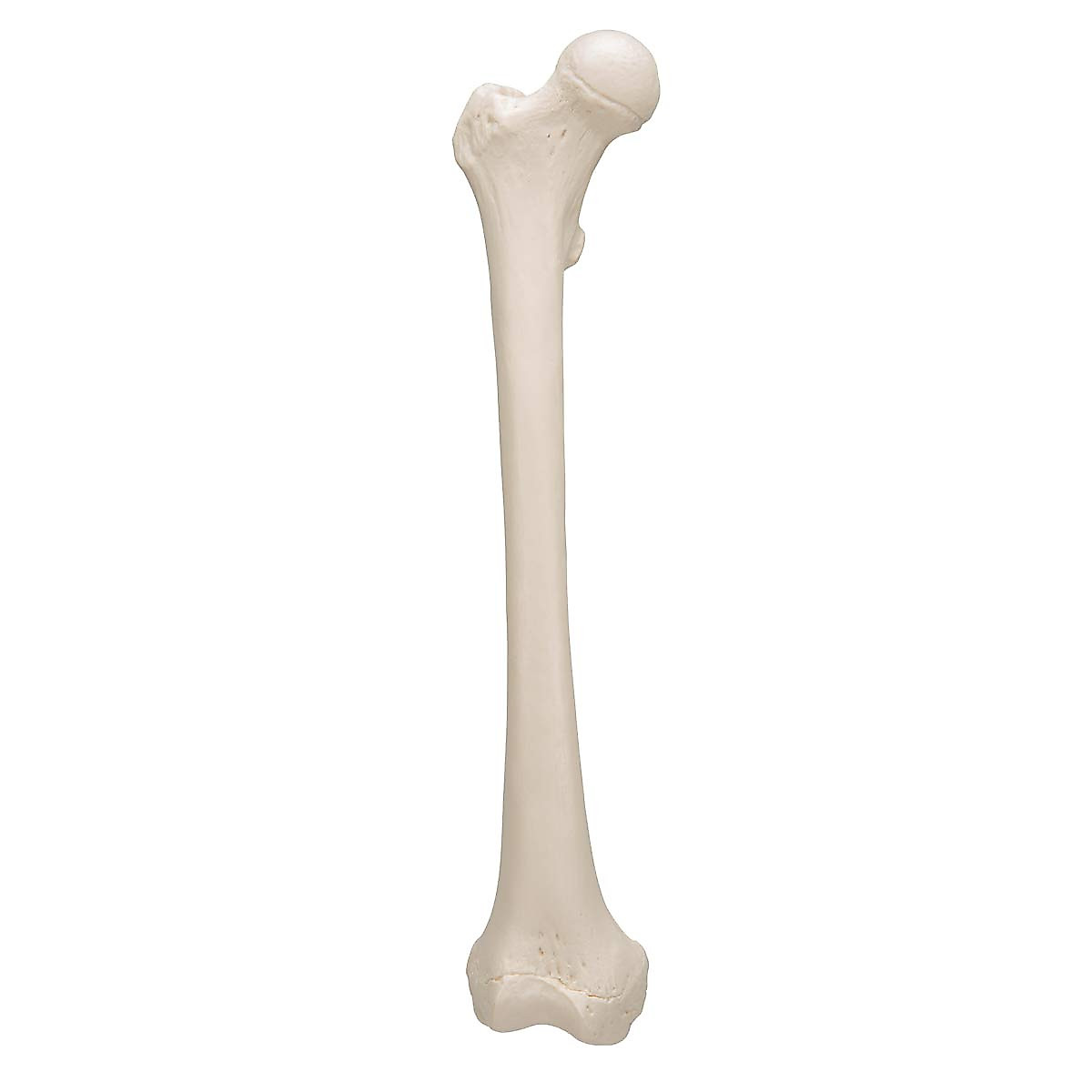 3B Scientific A35/1 Femur - 3B Smart Anatomy