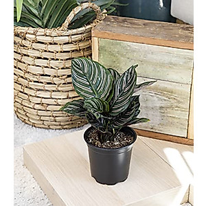 Calathea Plant Live Prayer Plant Live Indoor Plant, Calathea Live Plant Live House Plant Live Plants Indoor, Live Indoor Plants Live Houseplants Live Prayer Plants Live House Plants by Plants for Pets