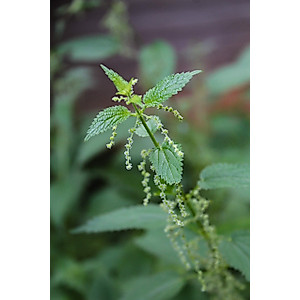 Gaea's Blessing Seeds - Stinging Nettle Seeds - Non-GMO Seeds with Easy to Follow Instructions - Open-Pollinated Heirloom 95% Germination