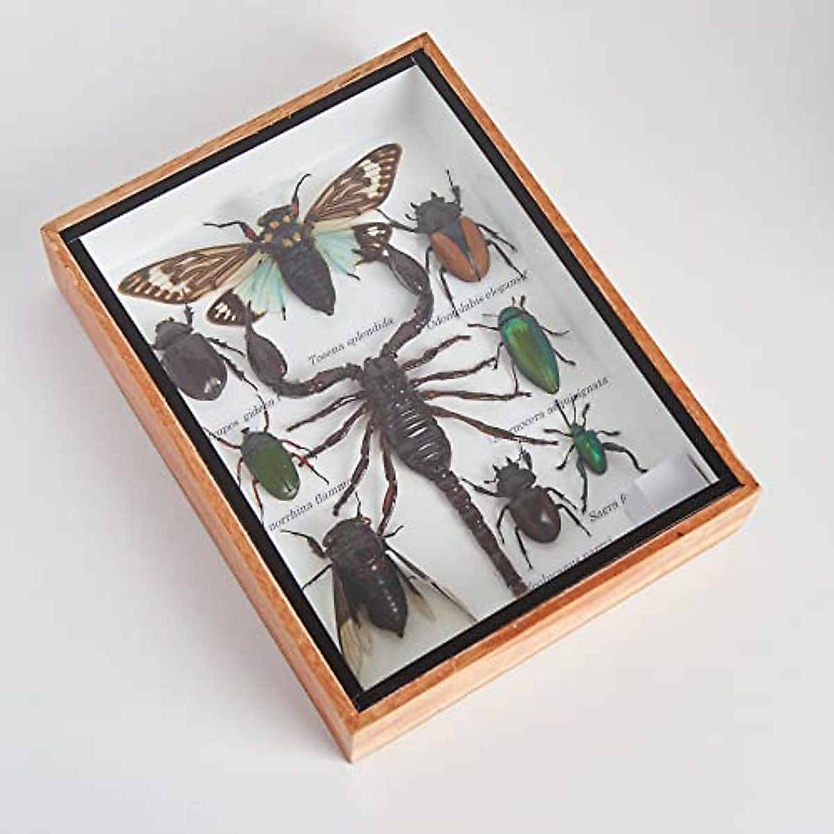 9 Real MIXS Very Rare Insect Taxidermy Set in Boxes Display for Collectibles