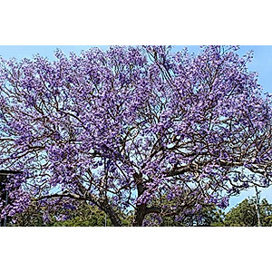 Purple Jacaranda Seeds Jacaranda Mimosifolia Fern Tree Black Poui 20 Seeds