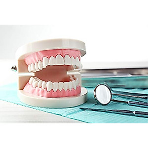 1 Pack Standard Teeth Model Adult Standard Typodont Demonstration Denture Model for Kids Dental Teaching, Clean Display, Education, Study (No Wisdom Teeth)(with 2 Fixed Wrench)