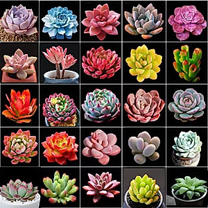 Mix Rare Succulent Seeds for Planting, DIY Bonsai Ornamental Plant Open Pollinated Seeds Hardy Perennial 800+