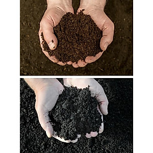 HomeGrownWorms - 250+ (1/4LB) Live Red Wiggler Composting Worms - Live Delivery - Vermicomposting Garden Red Wrigglers - Eisenia Fetida - Wiggle Worm Farm