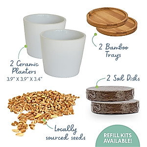 The Cat Ladies Cat Grass Growing kit with Organic Cat Grass Seed, Soil and Two Ceramic Planters with Bamboo Trays Natural Hairball Remedy