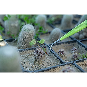 HADIZ Stainless Steel Garden Tweezer Two Piece Set with Curved Tip Tweezers for Cactus and Succulents Gardening