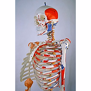 Wellden Product Anatomical Human Muscular Skeleton Model, w/Ligament, Numbered, Life Size 170cm