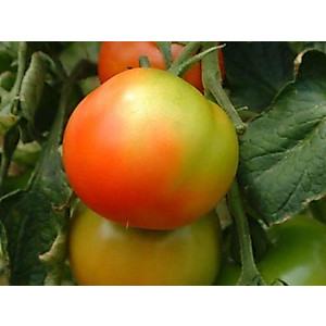 TrueNute Potassium Silicate in 16 Oz Packs, for Aquaponics, Hydroponics, Soil Drench and Foliar Spray to Correct Potassium and Silicate Deficiencies, Helps to Protect Plants from Pest Mold and Mildew