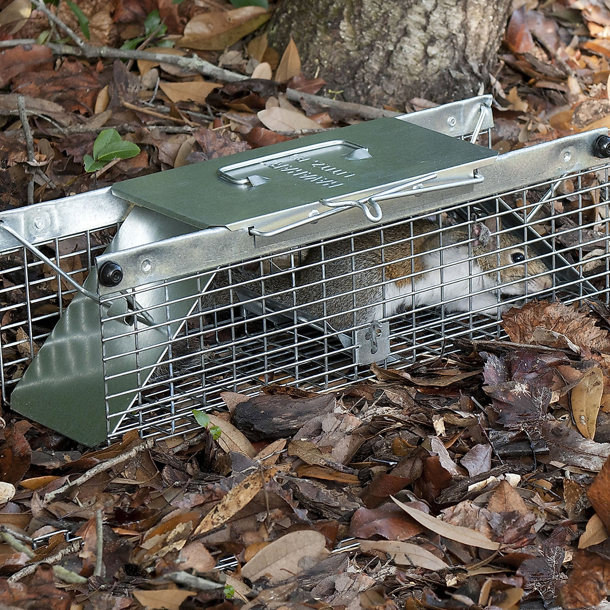 Havahart 1025 Small 2-Door Humane Catch and Release Live Animal Trap for Squirrels, Chipmunks, Rats, Weasels, and Small Animals