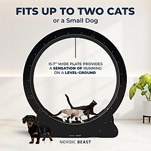 48'' Large Cat Wheel – Size Which Doesn't Negatively Affect Cat's Spine – Nordic Beast, Cat Exercise Wheel Indoor, Cat Wheels for Indoor Cats, Cat Treadmill, Cat Running Wheel, Cat Wheel Exerciser