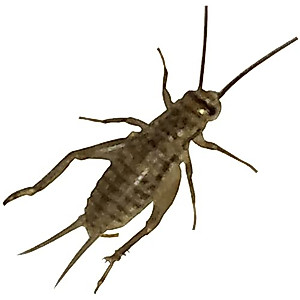 BuyFeederCrickets 250 Live Acheta Crickets (Small (1/4"))