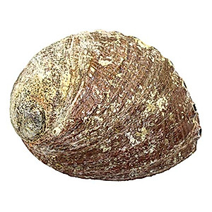 Govinda Hand Selected Abalone Shell (6 Inches)