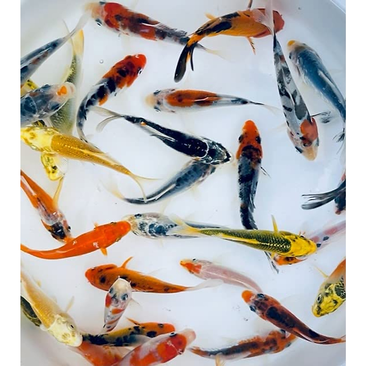 Toledo Goldfish Standard Fin Koi, Variety of Colors and Patterns - Perfect for Ponds or Aquariums - 4-5 Inches, 5 Count