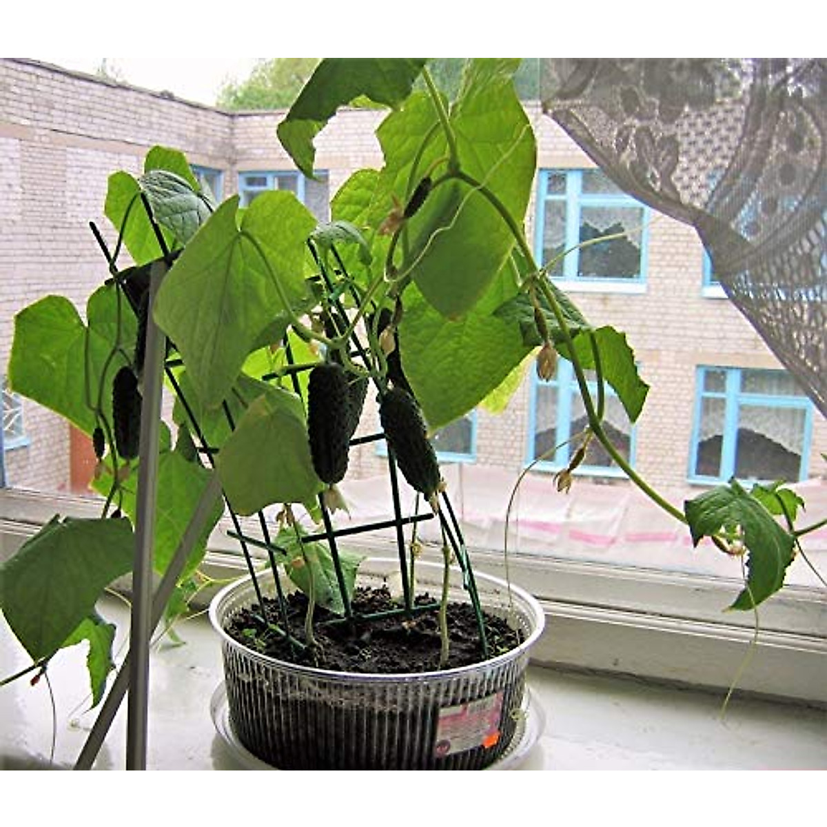 Seeds Cucumber Indoor F1 Room Early Self-pollinated Pickling Vegetable for Planting Heirloom Non GMO