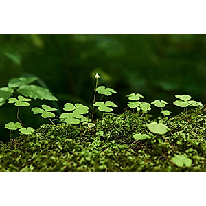 10000+ White Irish Moss Seeds for Planting, Non-GMO Moss Ground Cover Plant Creeping White Flower Green Carpet Clover Seed for Planting Garden Yard Lawn