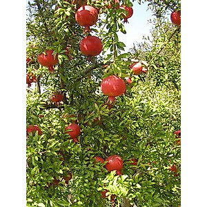 1056-Pomegranate Dwarf (Punica granatum) Seeds by Robsrareandgiantseeds UPC0764425786299 Non-GMO,Organic,USA Grower,1056 Package of 10 Seeds