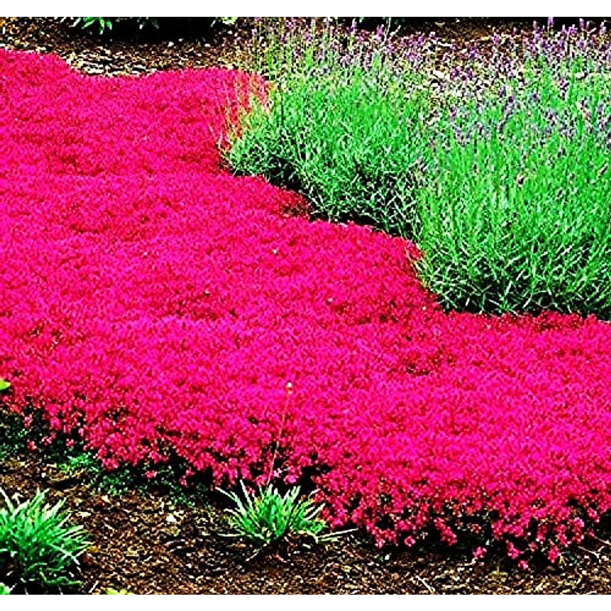 Seeds Of Strength Thyme Seeds - 2000 Mix Red Creeping Thymus Ground Cover Bulk for Planting Flower Home Garden