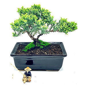 Live Dwarf Juniper Bonsai Tree About 6 Years Old with Cute Ceramic Fisherman | Juniper or Jade Bonsai Tree | Indoor/Outdoor | 100% Handcrafted| Home and Office Décor | Best Gift for Holiday