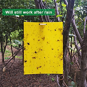 60 Sheets Sticky Fly Traps, Dual-Sided, for Flying Insect, Indoor and Outdoor, Twist Ties and Sticks Included, 8x6 Inch, Yellow