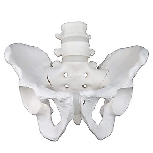 Vision Scientific VAP270 Life-Size Male Pelvic with 4th & 5th Lumbar Vertebrae | Intervertebral Discs, Sacrum and Coccyx
