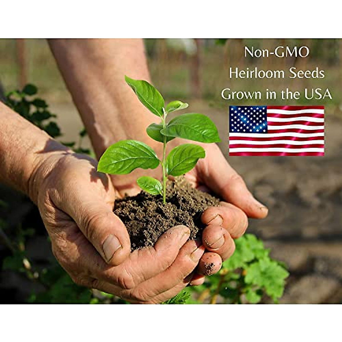 Herb Garden Kit Indoor - Non GMO, Heirloom Herb Seeds - Cilantro, Oregano, Parsley and Basil Seeds for Planting - Gardening Gifts - Made in USA (Herb Garden Kit Indoor)
