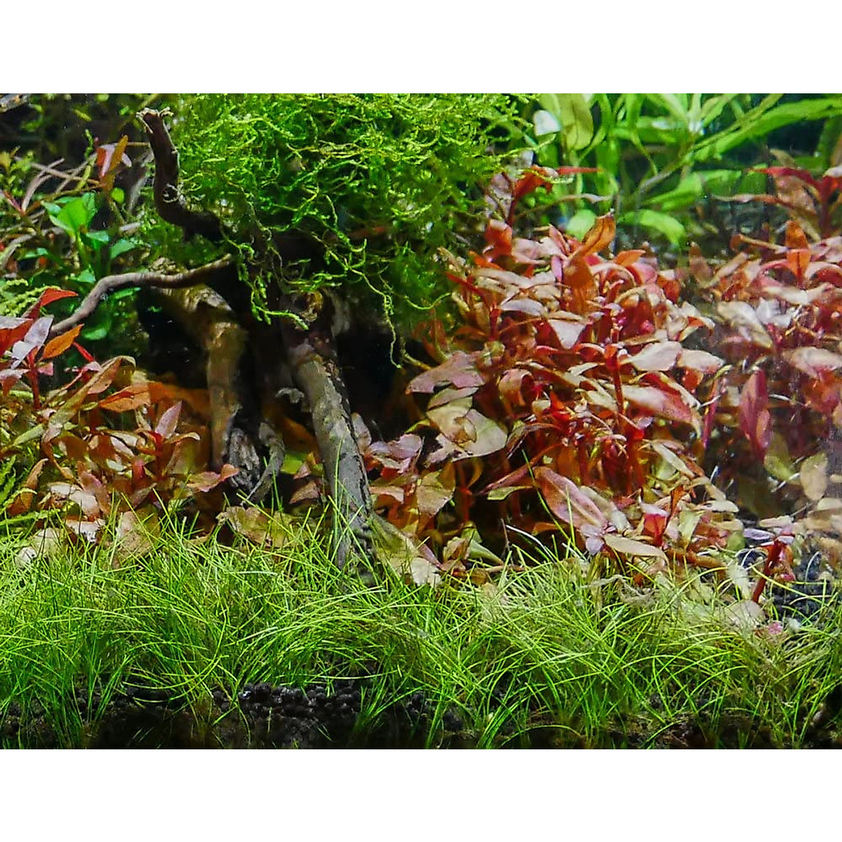 Marcus Fish Tanks - Dwarf Hairgrass Live Aquarium Plant Tissue Culture Freshwater Aquatic Plants