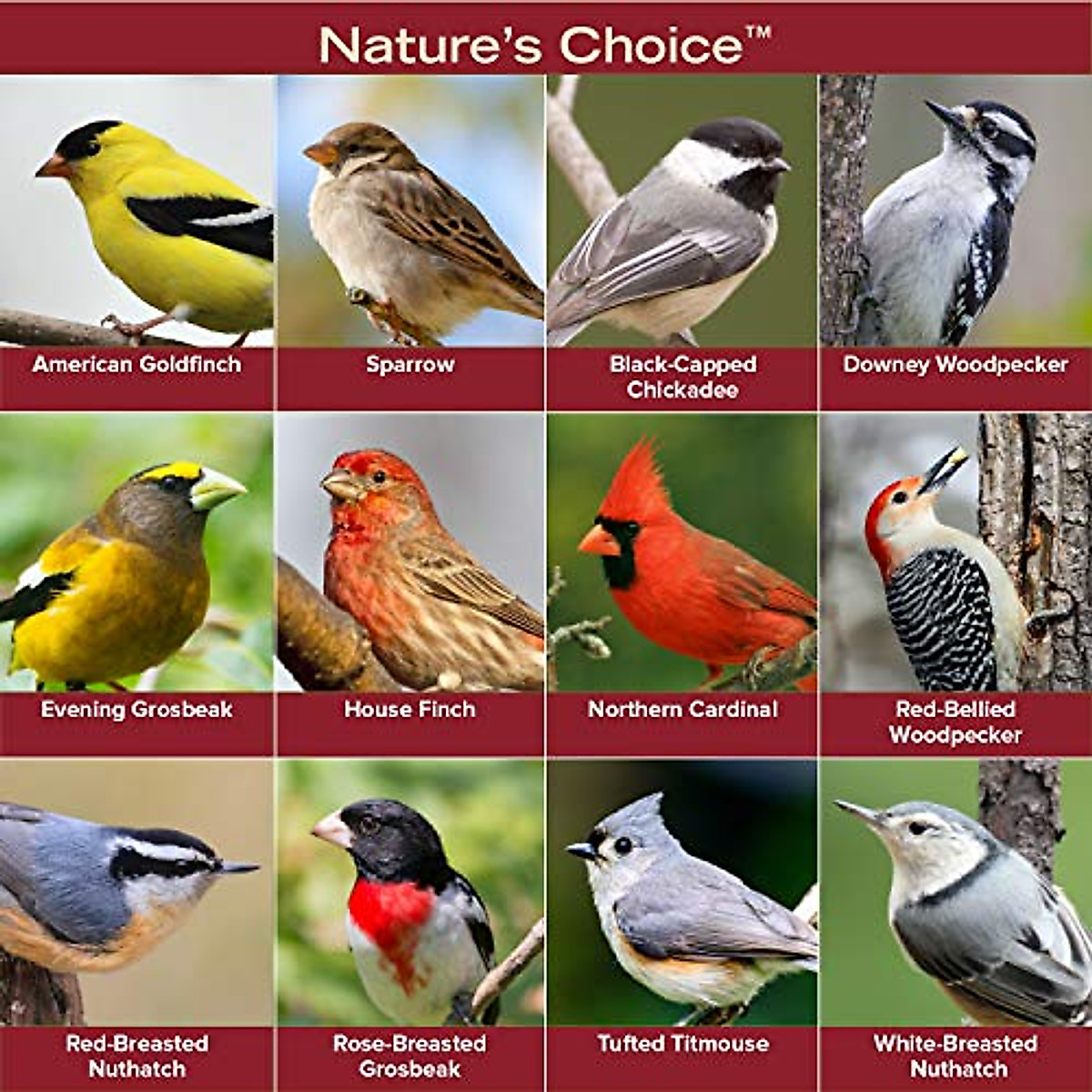 Blue Seal Nature's Choice Wild Bird Seed | High Energy Blend, Sunflower and White Safflower Seeds, No Filler | 8 Pound Bag