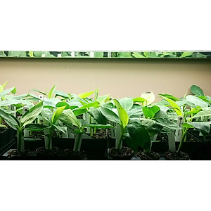 Banana Plants "Dwarf Cavendish" includes Four (4) Plants