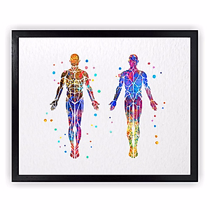 Dignovel Studios 8X10 Unframed Muscular System Human Body Anatomy Watercolor Art Print Poster Housewarming Wall Giclee Office Home Decor DN532