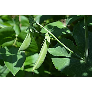 Sugar Ann Snap Pea Garden Seeds, 50+ Heirloom Seeds Per Packet, (Isla's Garden Seeds), Non GMO Seeds, Botanical Name: Pisum sativum
