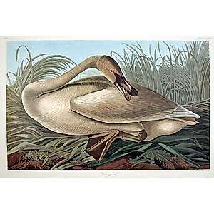 Trumpeter Swan [young]. From"The Birds of America" (Amsterdam Edition)