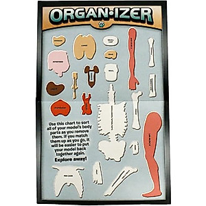 SMARTLAB Toys Squishy Human Body with 21 Removable Body Parts with Anatomy Book