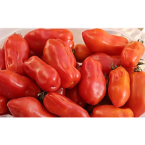 40+ San Marzano Tomato Seeds- Italian Heirloom Variety- Ohio Heirloom Seeds