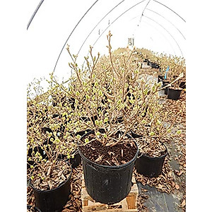 Fothergilla major 'Mt. Airy' (Fothergilla) Shrub, white flowers, #2 - Size Container