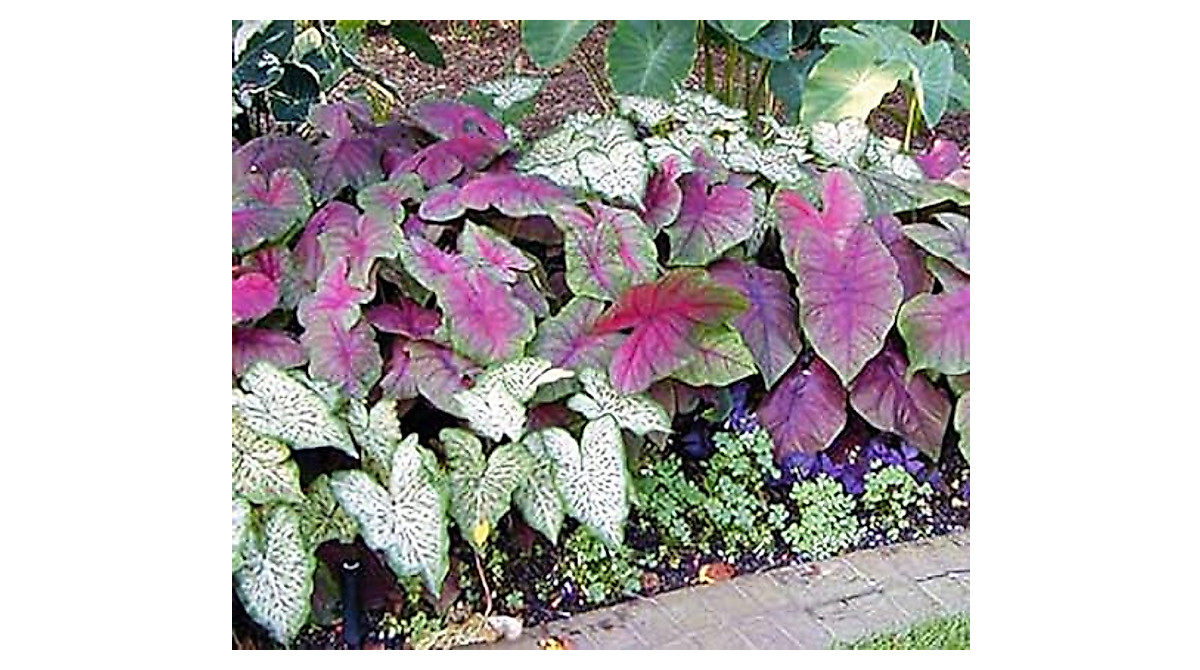 Fancy Leaf Caladium - June Bride - Large Size Root - Zones 9-11 — 🛍️ ...