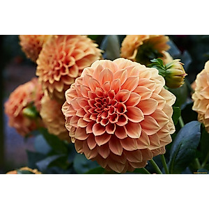 Seeds Dahlia Pompon Mix Flower Annual Beautiful Outdoor Garden Cut for Planting Non GMO