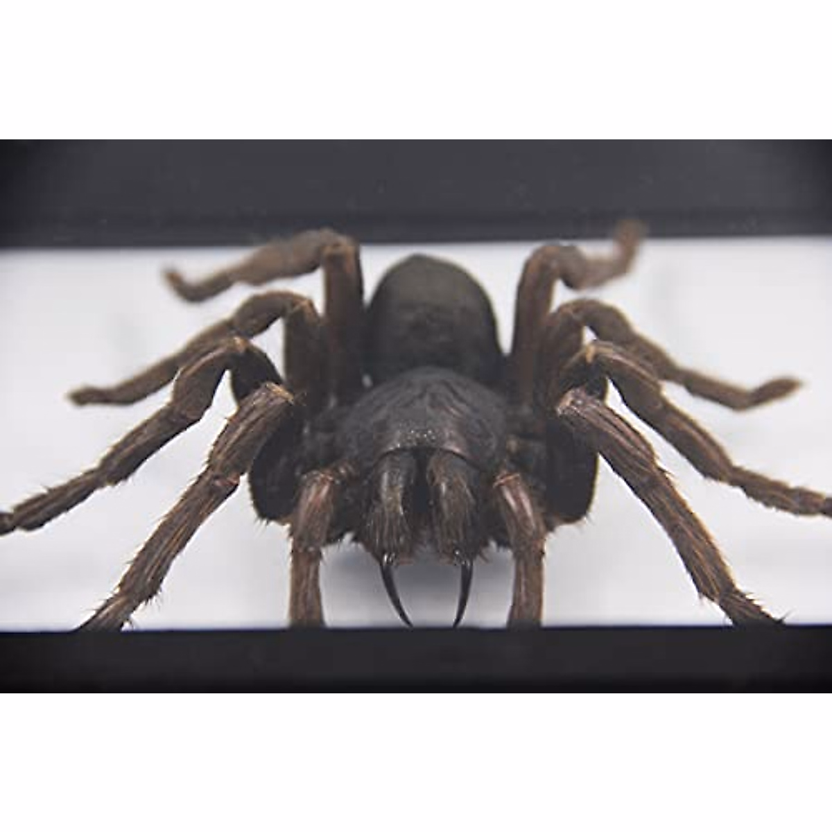 Real Giant Bird Eating Tarantula EURYPEIMA SPINCRUS Spider Taxidermy Transparent Boxed Display (Glass Background Black Frame)