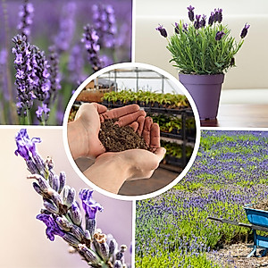 Lavender Potting Soil Mix (4 Quarts), Indoor/Outdoor Container Gardening Blend for Lavender Herb Plants