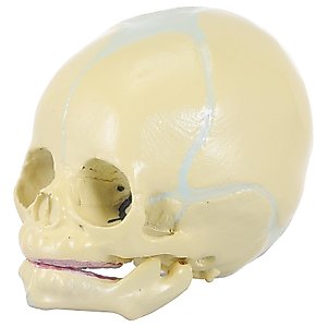 Human Skull Anatomical Model - Skull Model Anatomy Head Skeleton Model 5.5inch for Medical Teaching Learning Students Education Display