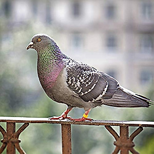 GANAZONO 200pcs 10mm Bird Ring Leg Bands Plastic Multi-Colour Pigeon Foot Bands Clip on Leg Rings for Chicks Bantam Finch Dove Lovebird Quail Small Poultry