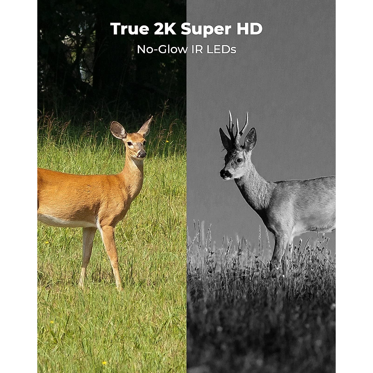 REOLINK KEEN Ranger PT Cellular Trail Camera, 3G/4G LTE, 360° Full View, 2K Live Video&Playback on Phone, No-Glow IR, Solar Powered Game Camera, 2K Night Vision, Smart Motion Activated, No WiFi Needed