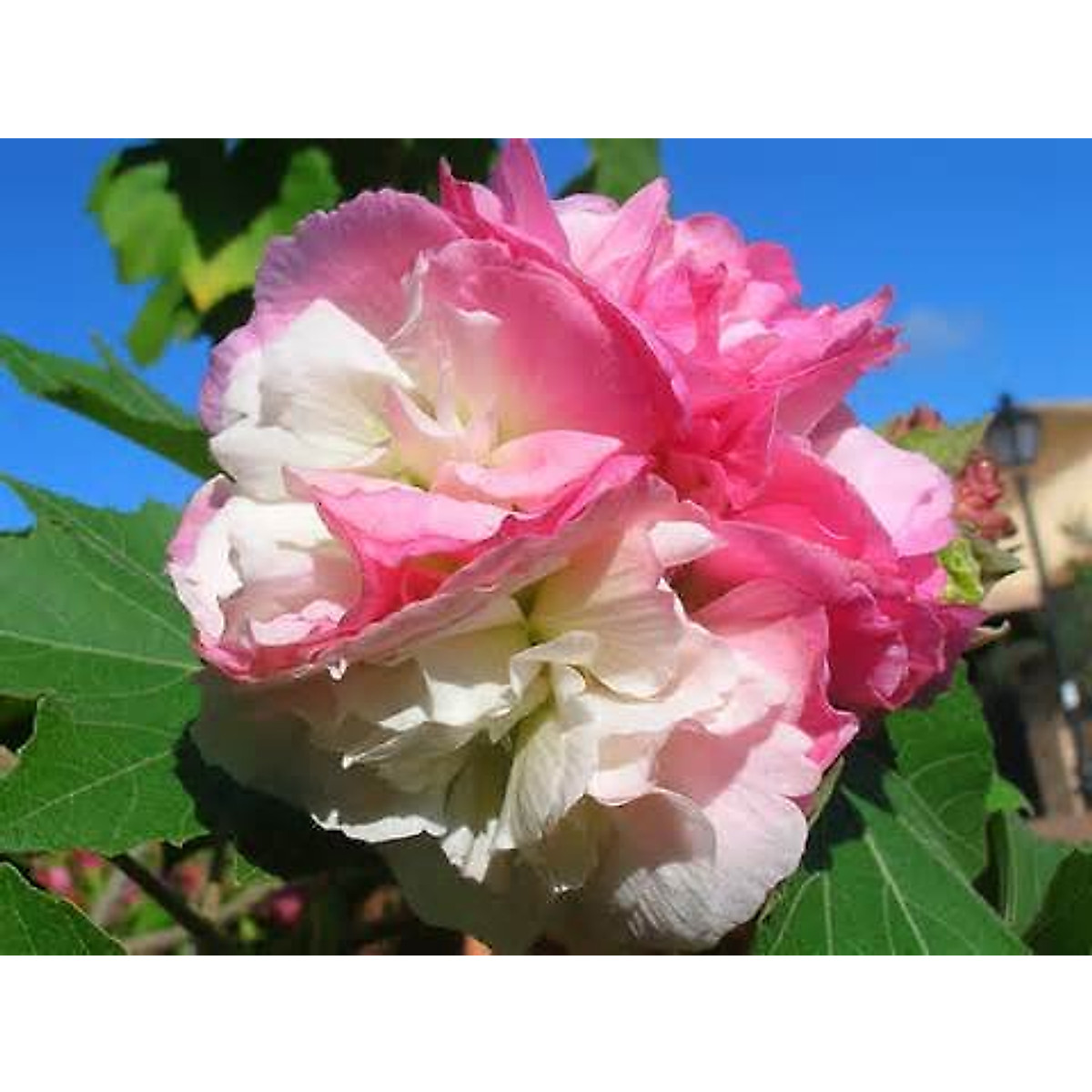 Hibiscus Mutabilis 1 Cuttings (Mix Color ) Perennial 8 Inch Cutting Unrooted
