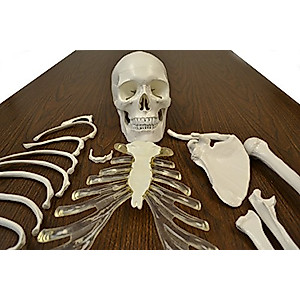 Disarticulated Human Skeleton Model for Anatomy, Life Size 62" High - Medical Quality, 200+ Skeletal Bones - 3 Part Skull with Movable Jaw, Articulated Hand & Foot - hBARSCI