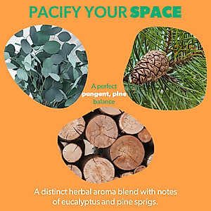 Eucalyptus Pine Sprigs Scented Candle - Natural Soy & Coconut Blend with Cotton Wick - Gift Candles for Men and Women with Gift Box - Non Toxic & Made in The USA - 50hr Slow Burn