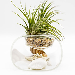 NW Wholesaler - Live Tillandsia Air Plants with Tea Light Glass Display and Sea Shells Decoration - Tillandsia Air Plants with GlassVase Holder for Home Décor, Office, and Home Garden