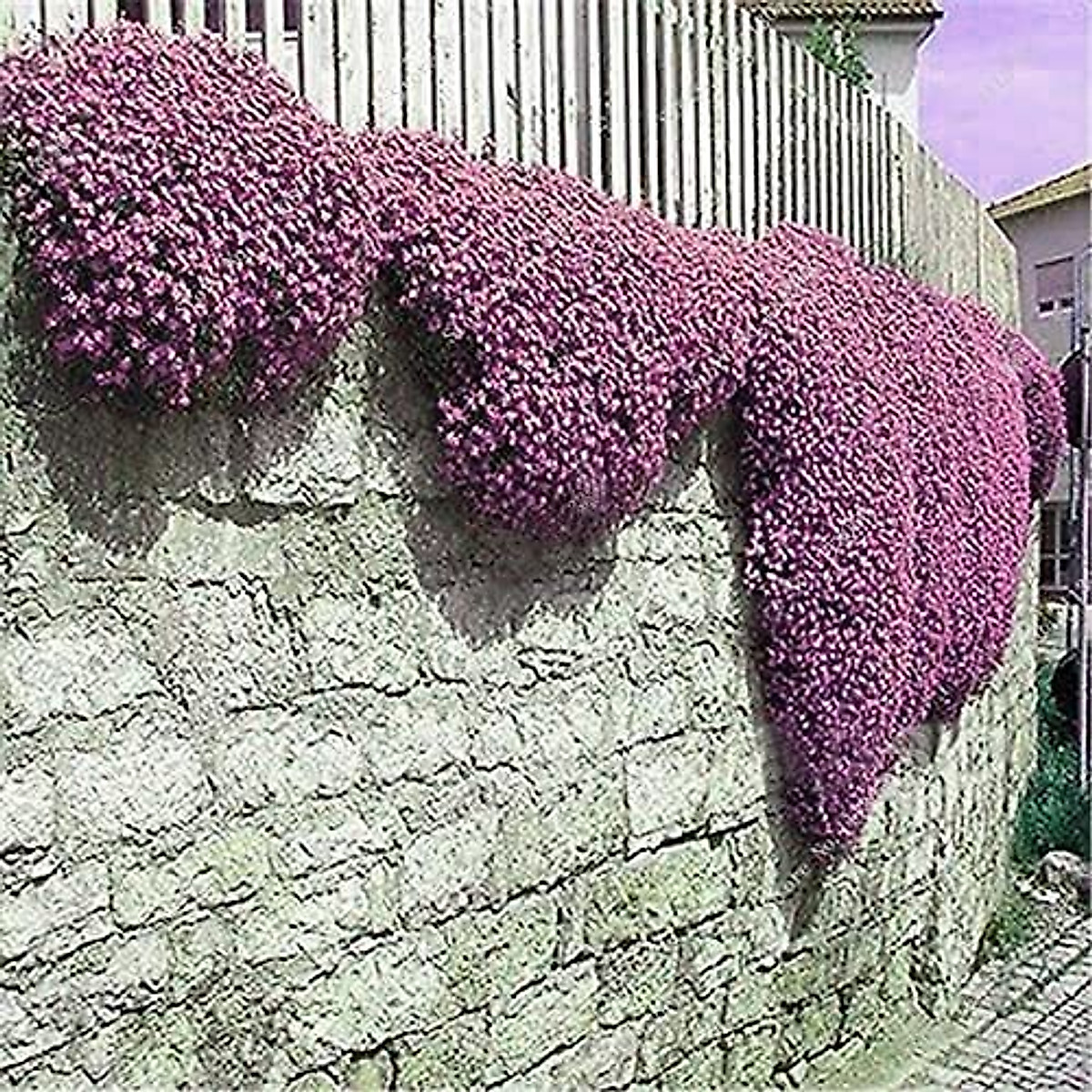 2000+ Creeping Thyme Seeds for Planting Thymus Serpyllum - Heirloom Ground Cover Plants Easy to ...